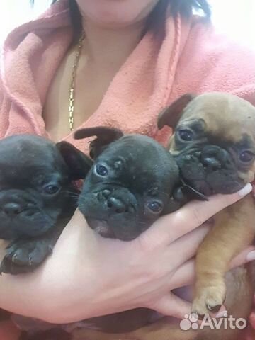 Французские бульдожки