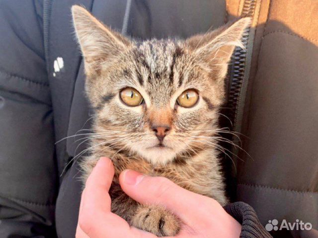 Сос Котенок Джастин ищет дом