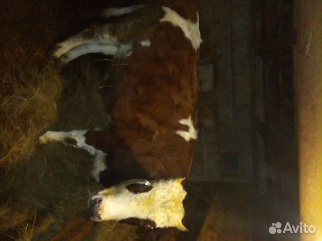 Корова/ нетель на мясо