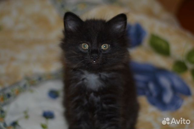 Ромашка кошечка, в добрые руки