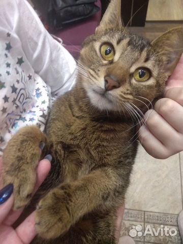 Абесинская кошка отдам