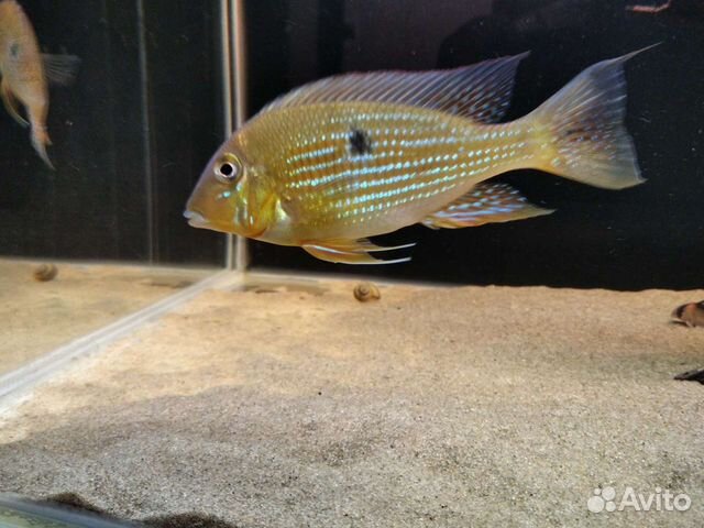 Геофагус таниопарэус