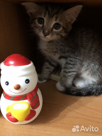 Отдам котенка в добрые руки. Кушает все, игривый