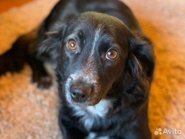 Блэка не большая собачка в поисках дома