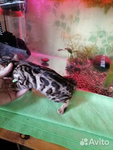 Бенгальская кошечка