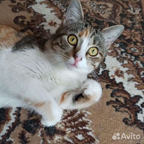 Анфиса ищет дом