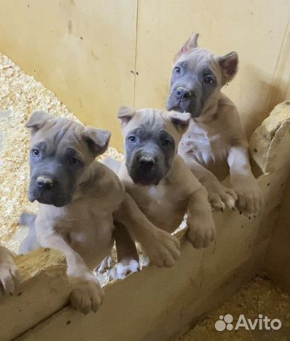 Кане Корсо - форментино мальчишки