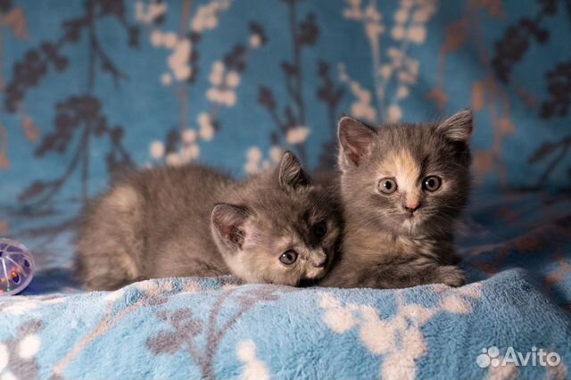 Котенок в добрые руки