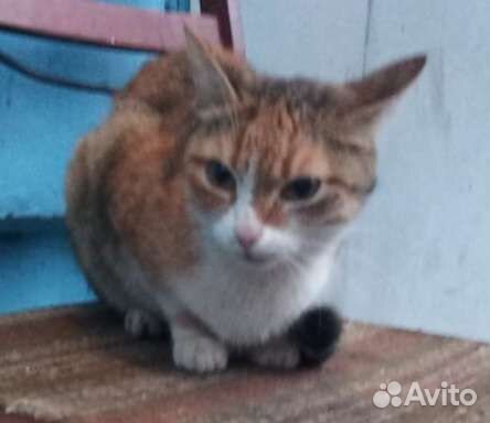Кошечка