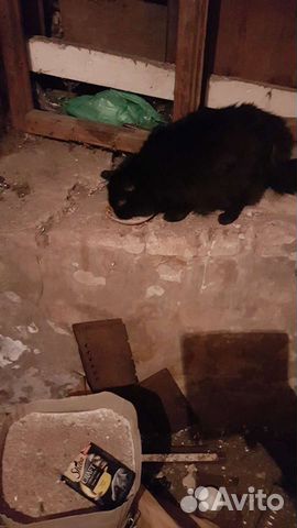 Пушистый красавчик кот ищет дом