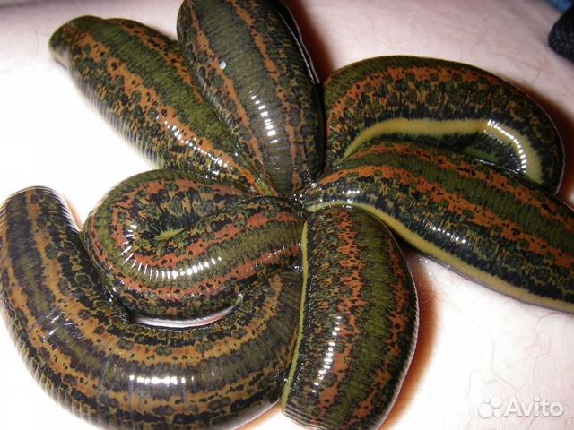 Пиявки медицинские