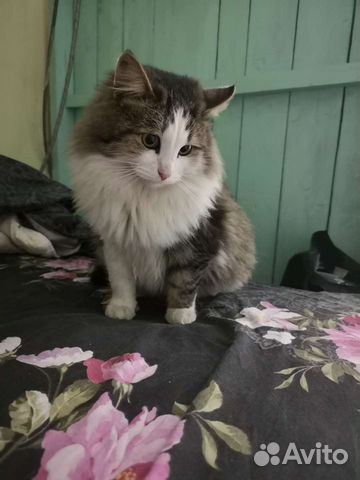 Кот в добрые ручки