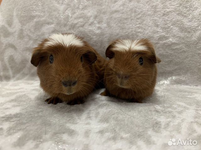 Морские свинки американский крестед