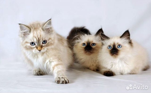 Невская маскарадная котята 1,5 мес