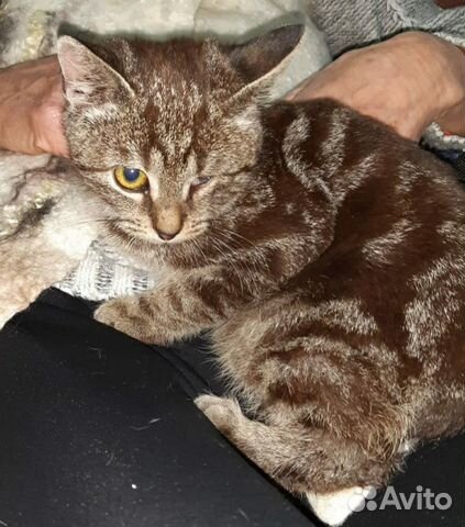 Котёнок мальчик с дефектом глазика