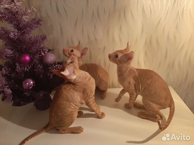 Котята корниш-рекс