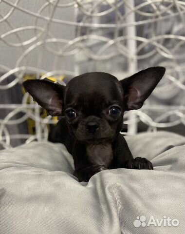 Маленькая красавица чихуахуа