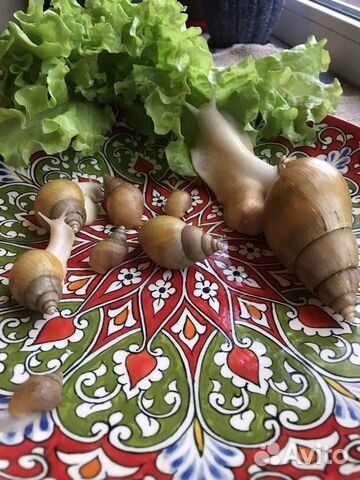 Улитки ахатины альбиносы