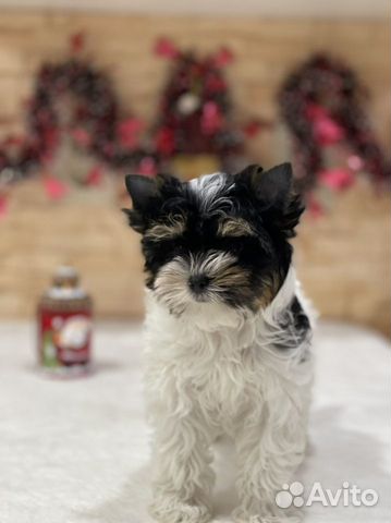 Маленькая фея