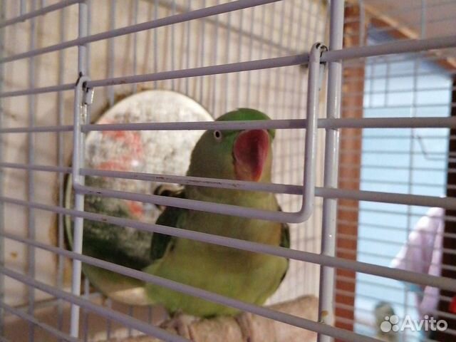 Александрийский попугай