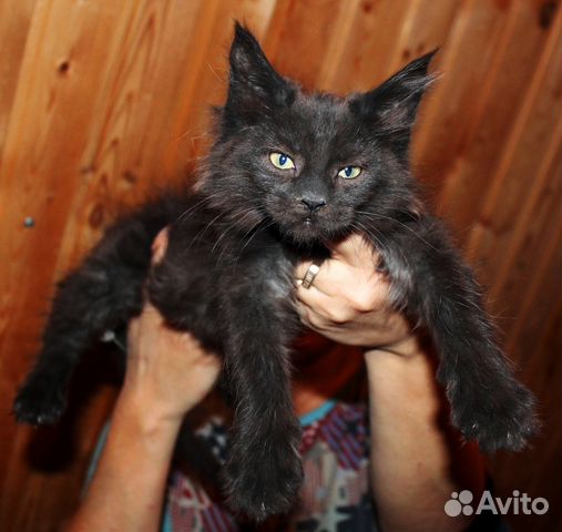 Мейн кун черная котейка Симба 2.5 мес