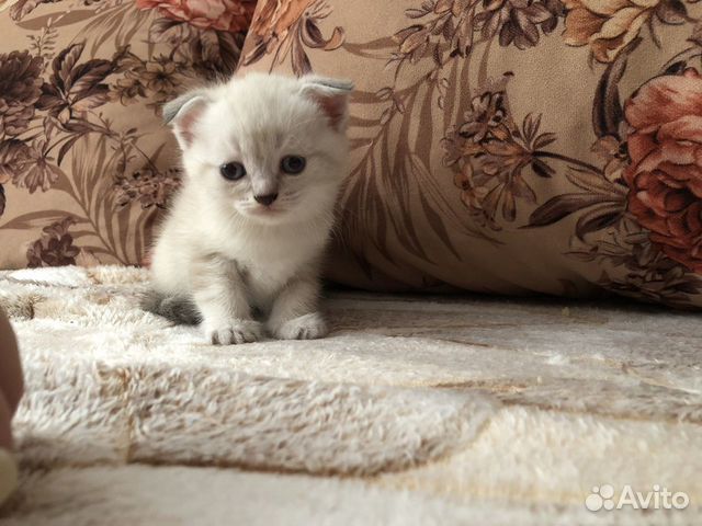 Котята Британские-Шотландские веслоушки и прямоушк