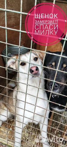 Собака в добрые руки