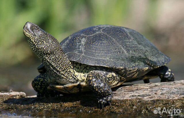 Болотная черепаха