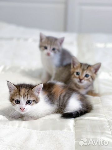Милые маленькие котята (есть трехцветный)