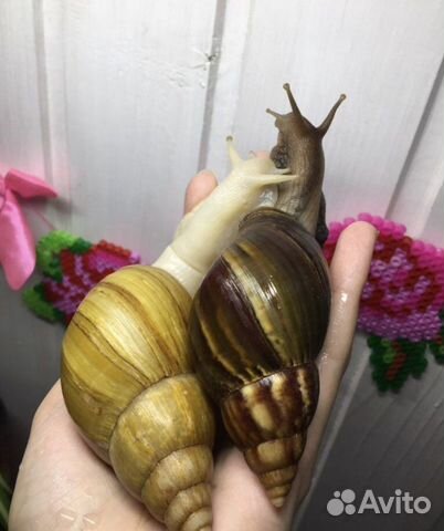 Улитка Ахатина Фулика