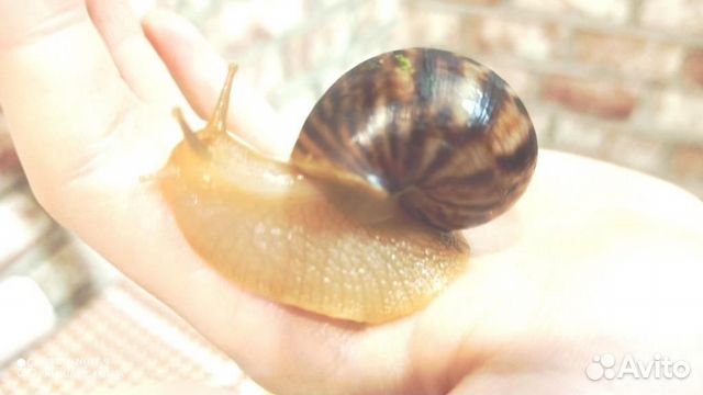 Маленькие улитки ахатины