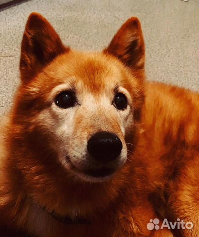 Карело финская лайка