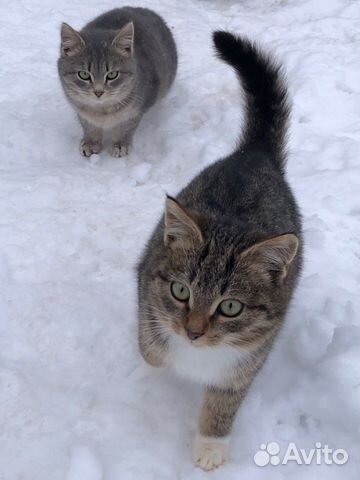 Бездомные котята сиротки