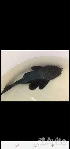 Отдам рыбок сом и гуры большие