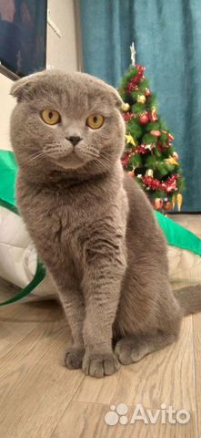 Вислоухий кот на спаривание