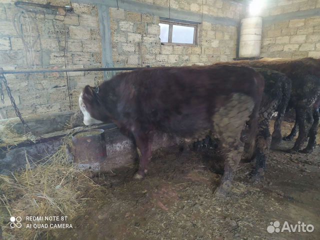 Телята бычки герефорд