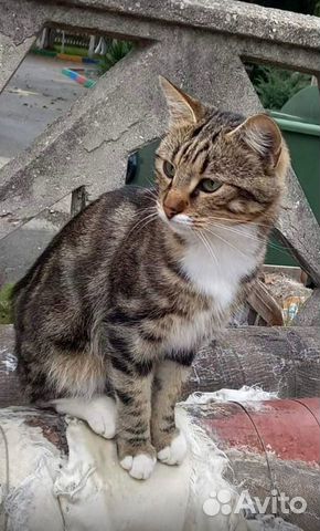 Котенок Васенька
