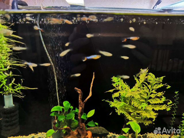 Гуппи Эндлера Скай Блю