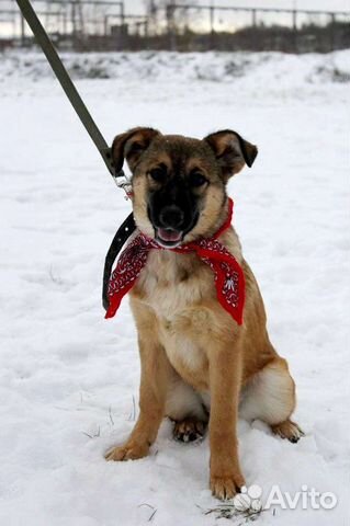 Щенок Юта 5 мес в добрые руки