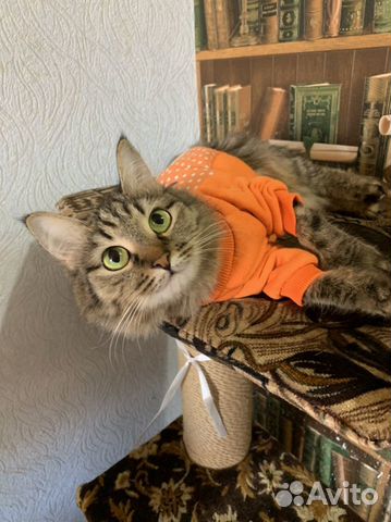 Кошка и маленький сервй котенок