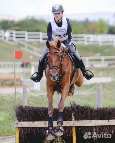 Турнирная лошадь