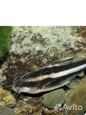 Сом платидорас