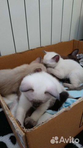 Тайские котята