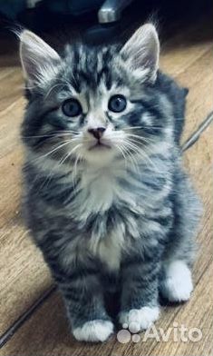 Котенок Тигруня ищет Дом
