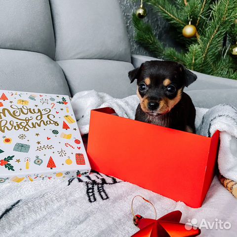 Той-терьер щенок с вольером и лежаком