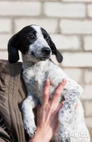 Щенок спаниельки с биглем в дар