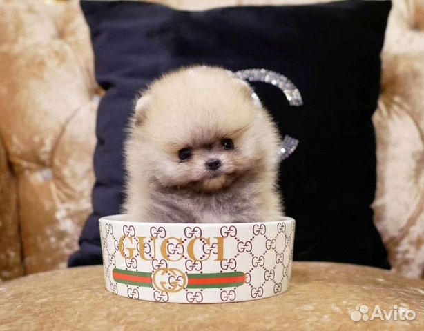 Micro и Mini Мишки