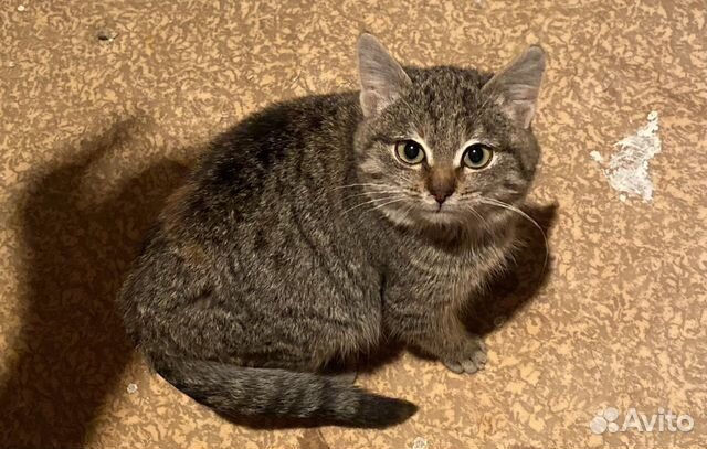 Кошечка в добрые руки