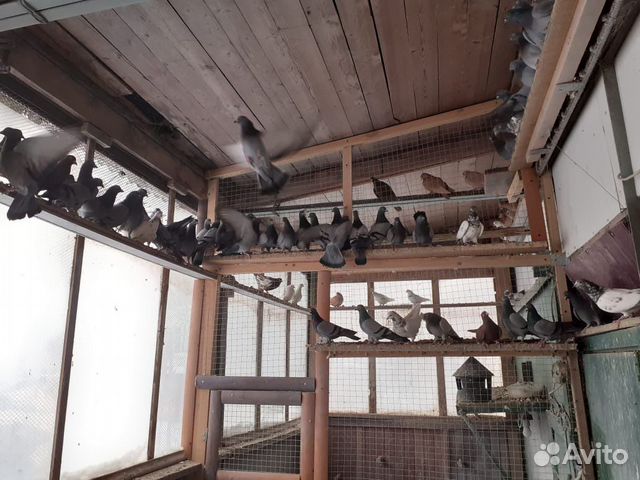 Типлеры голуби