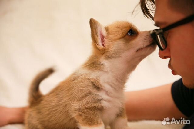 Щенки вельш корги пемброк